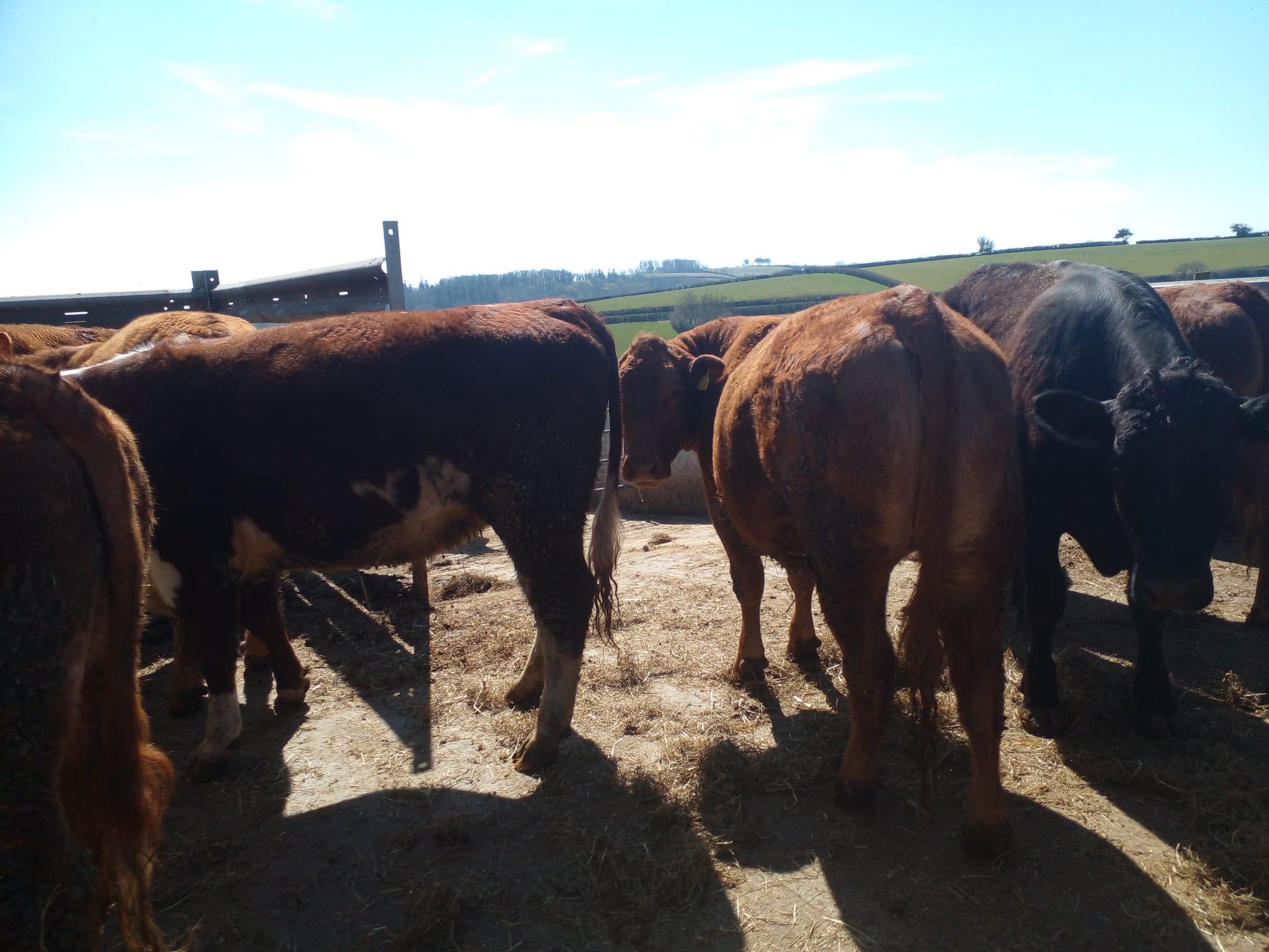 03 April - HALLWORTHY STOCKYARD - Weekly Prime and Store Market to inc ...