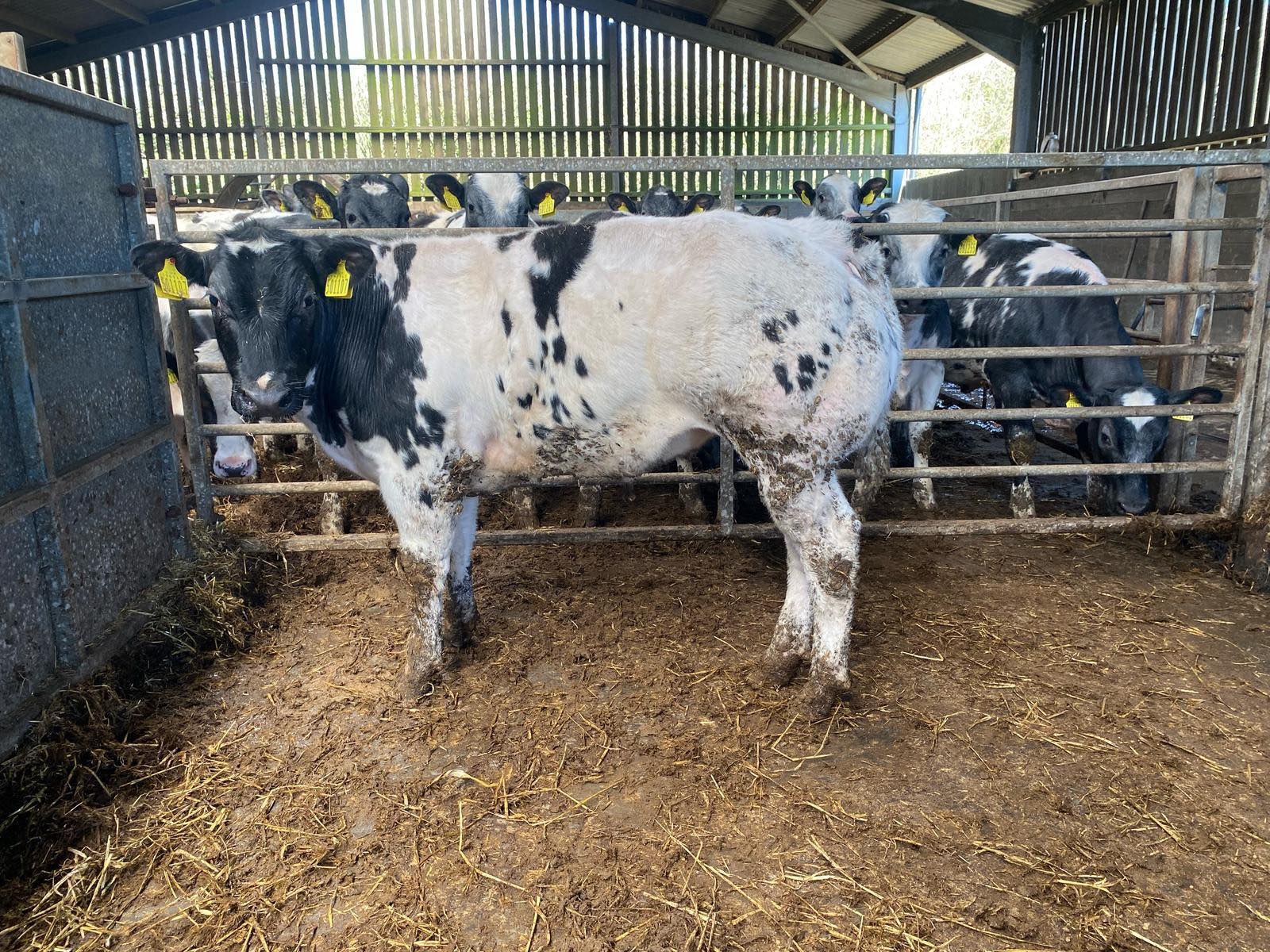 03 April - HALLWORTHY STOCKYARD - Weekly Prime and Store Market to inc ...