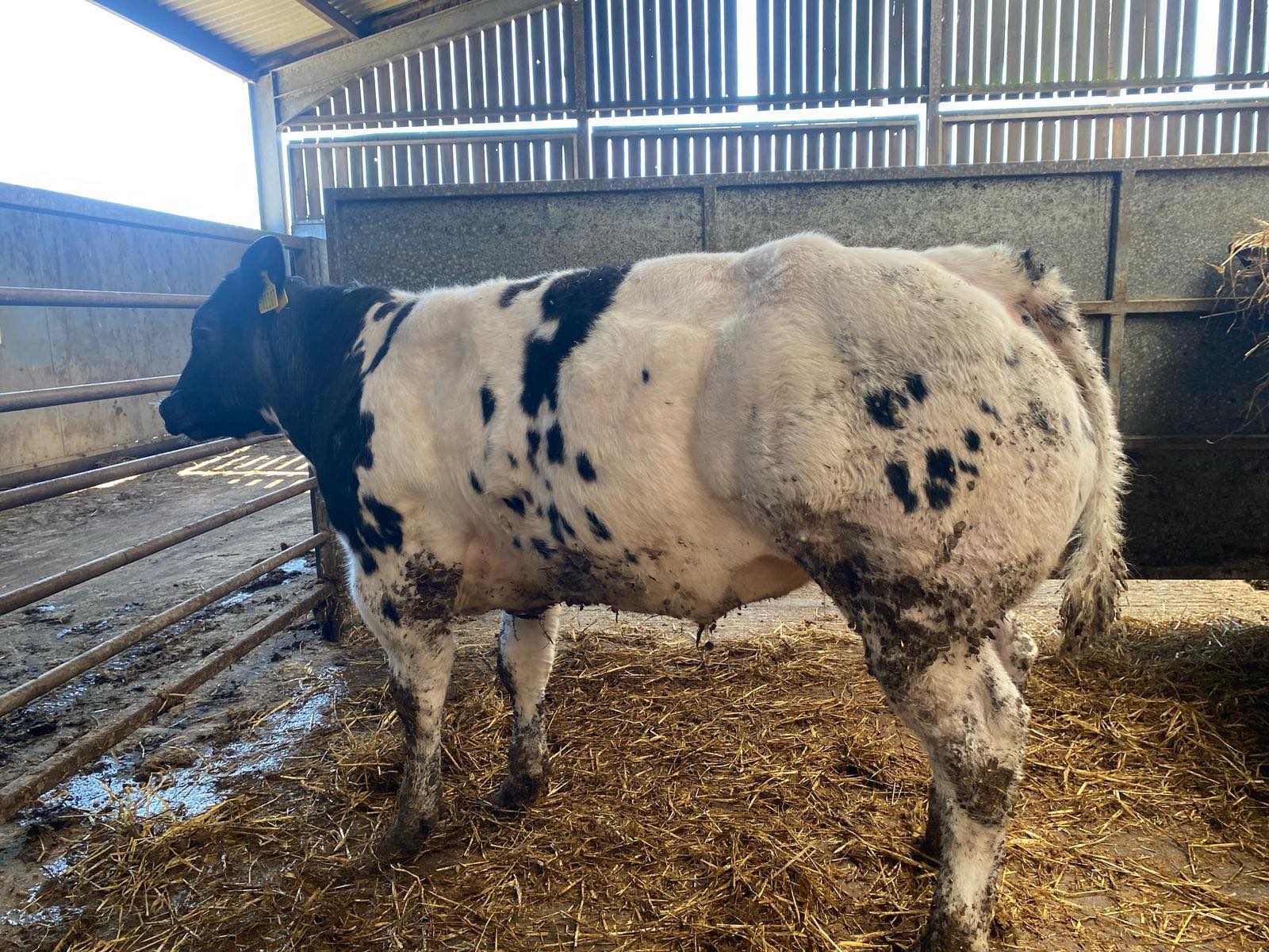03 April - HALLWORTHY STOCKYARD - Weekly Prime and Store Market to inc ...