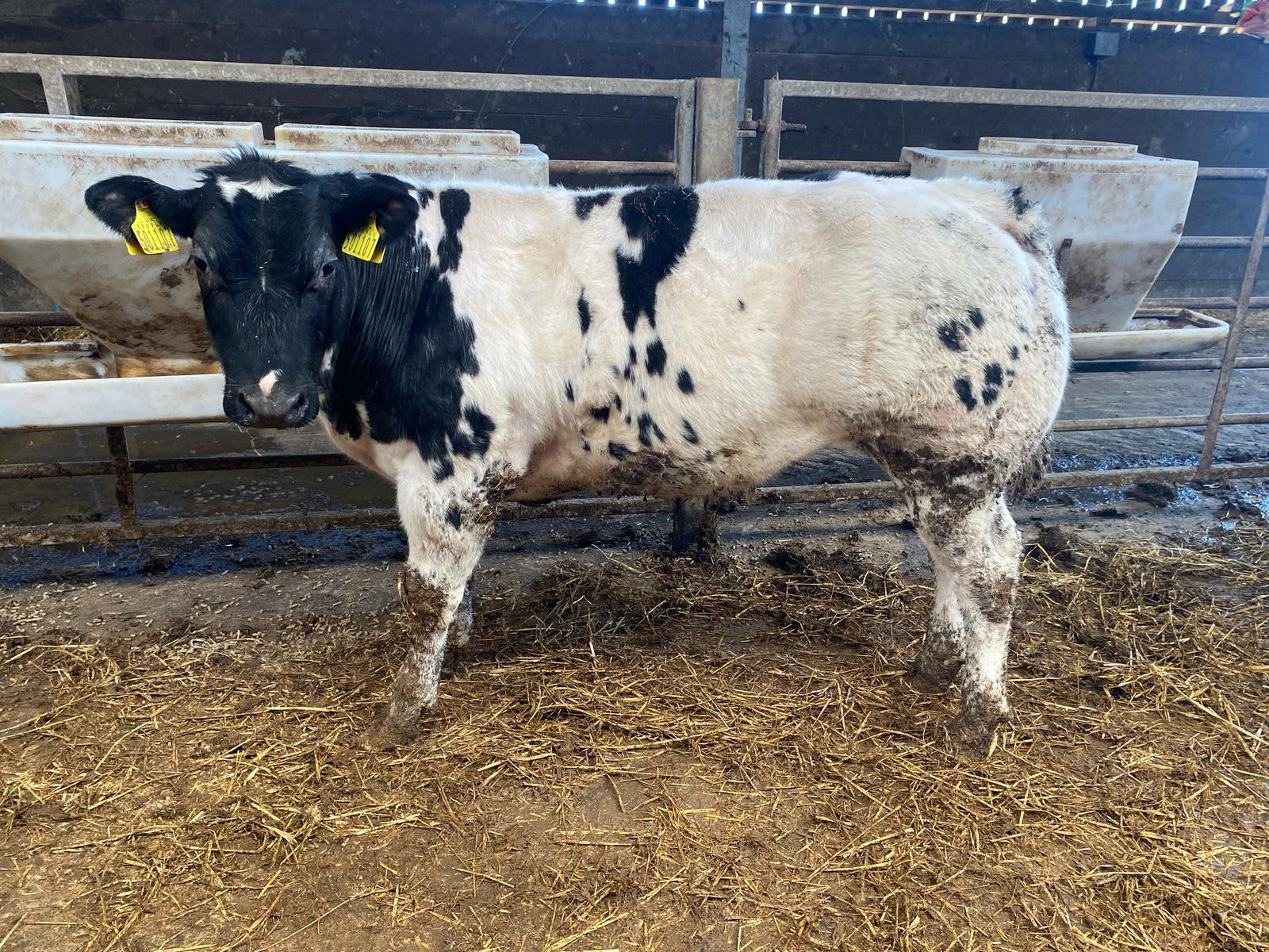 03 April - HALLWORTHY STOCKYARD - Weekly Prime and Store Market to inc ...