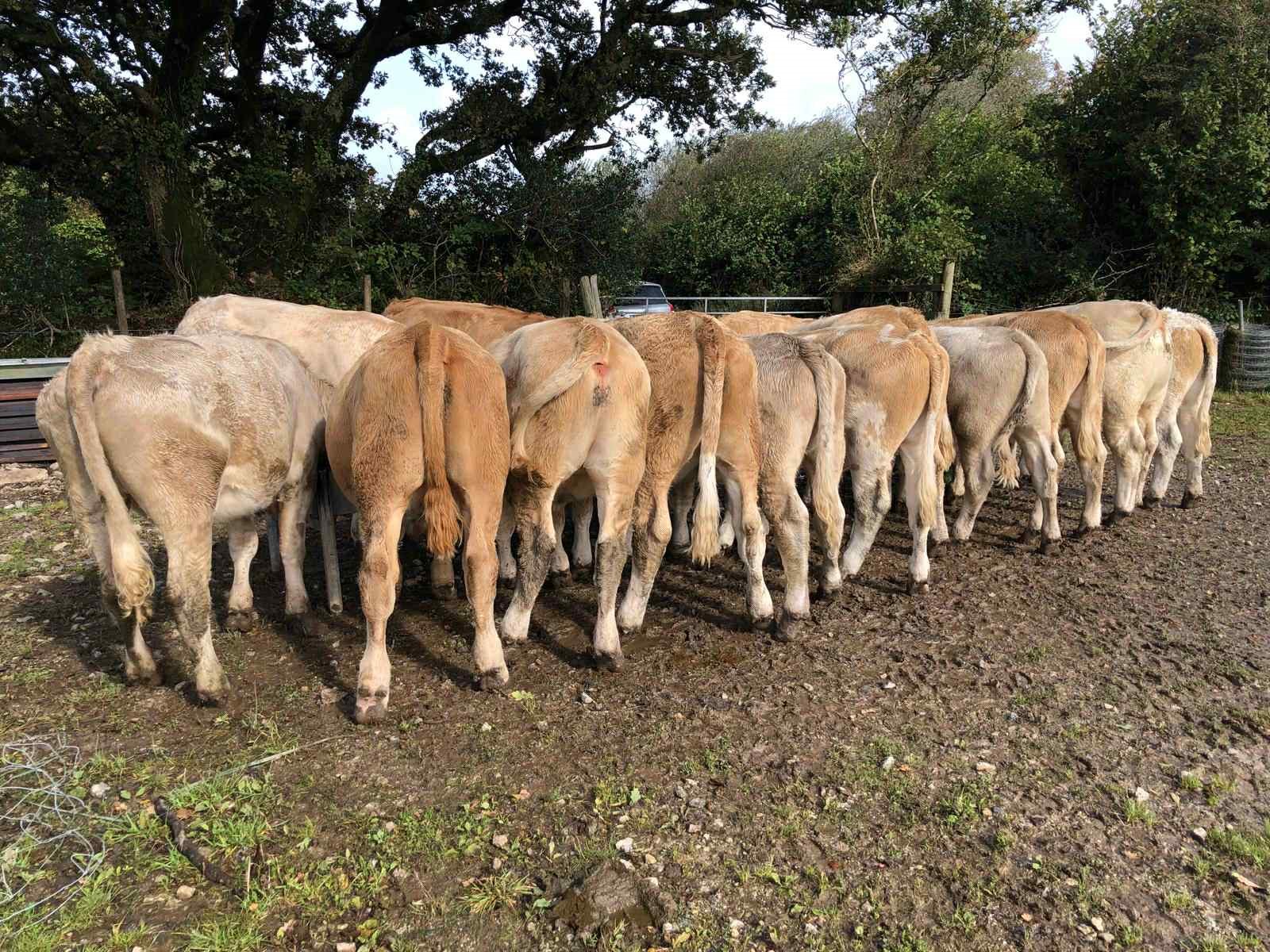 18 September - HALLWORTHY STOCKYARD - Weekly Prime and Store Market to ...