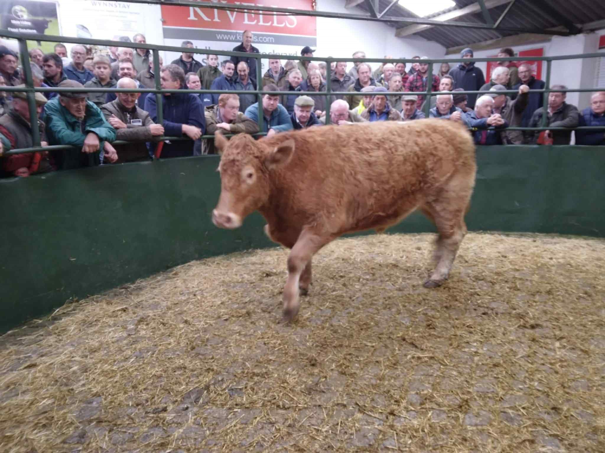 Agriculture and Livestock Market Reports | Kivells Estate Agents and ...