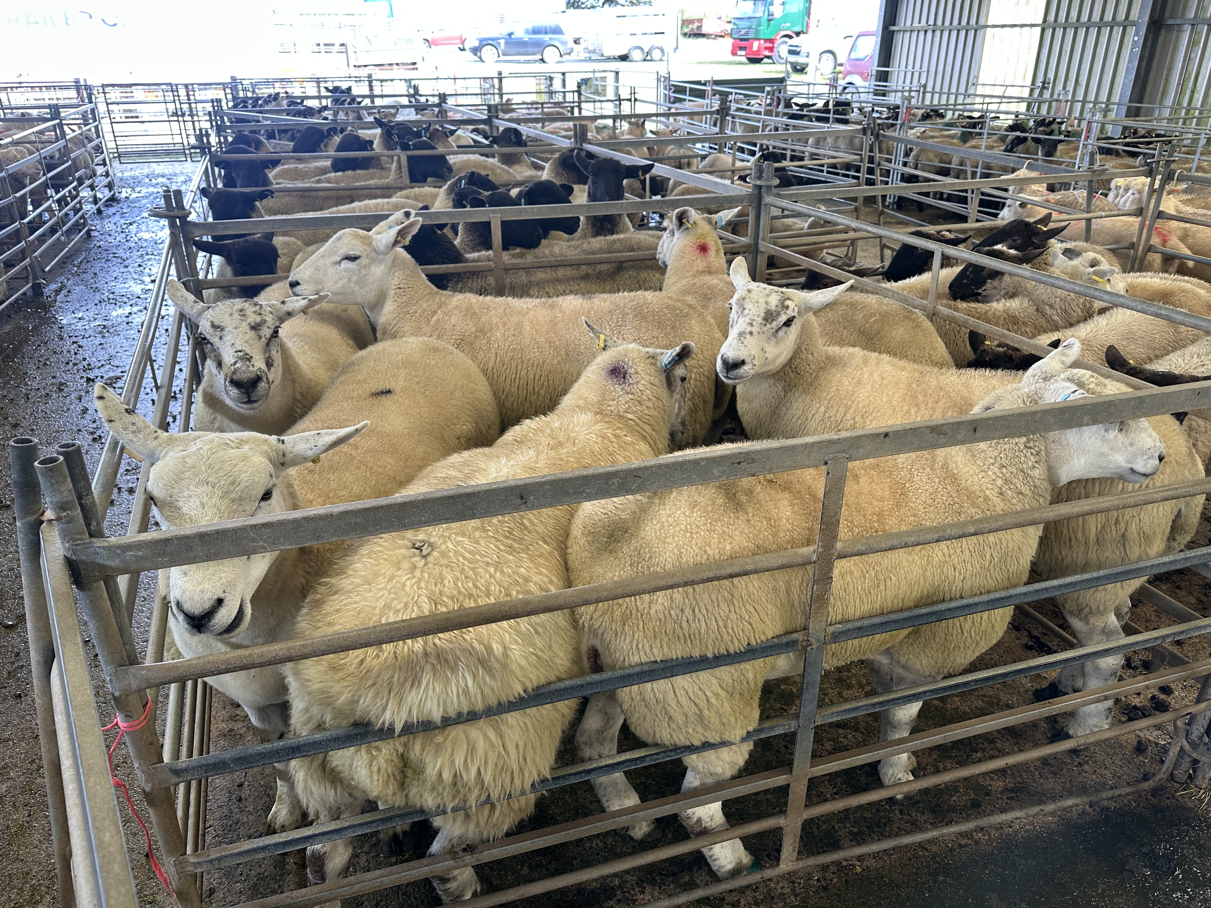 Agriculture and Livestock Market Reports | Kivells Estate Agents and ...