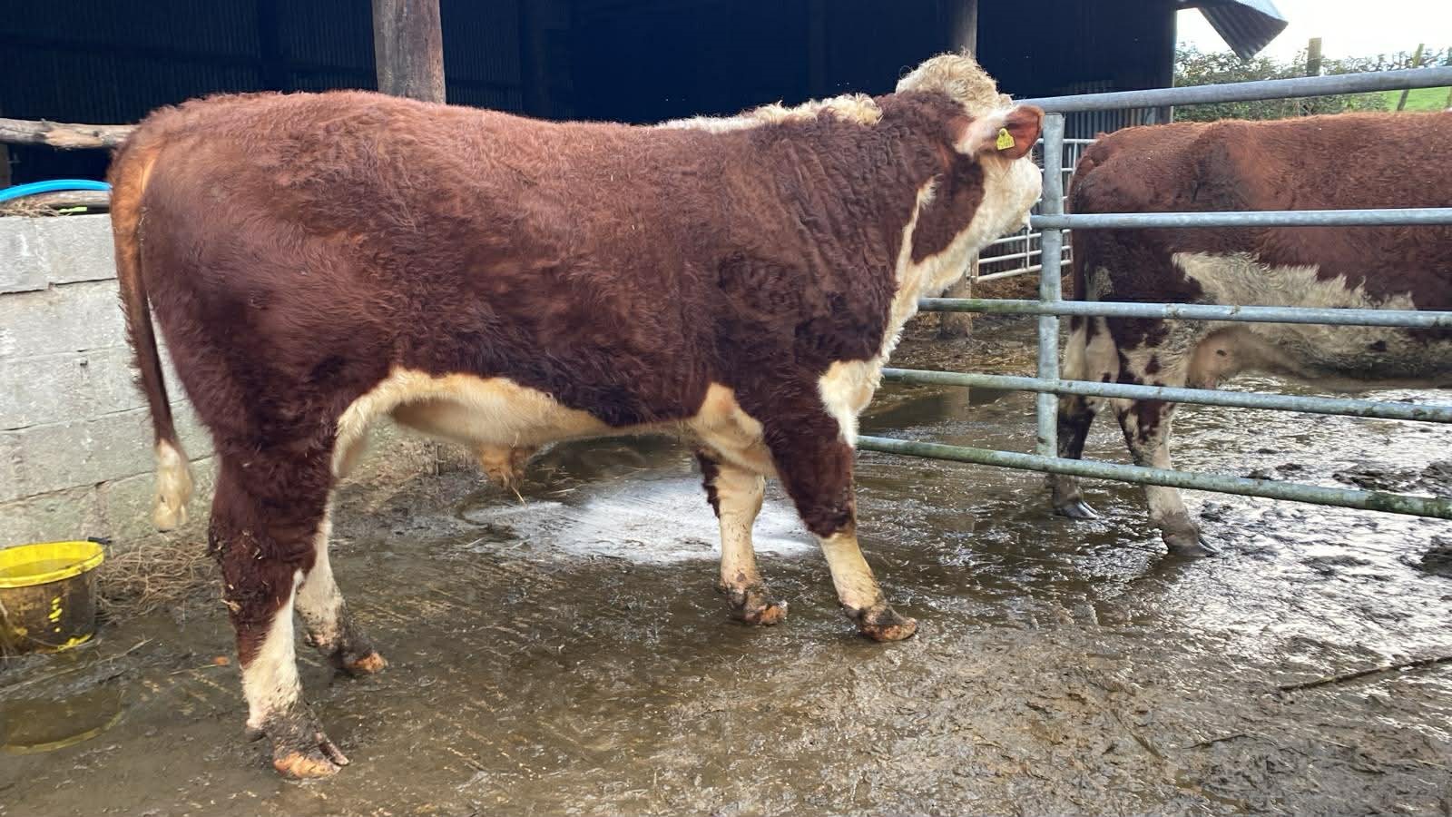 27 November - HALLWORTHY STOCKYARD - Weekly Prime and Store Market ...